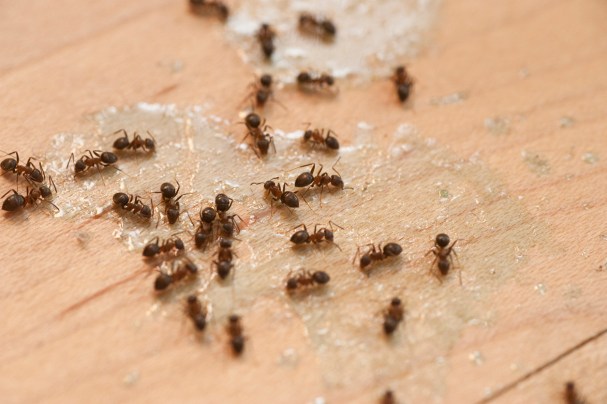 Solved! Why Are There Ants in My Bathroom, and How Do I Get Rid of Them ...