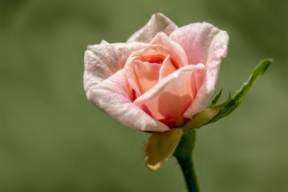 The 12 Best Climbing Roses for Your Garden Trellis or Pergola - Bob Vila
