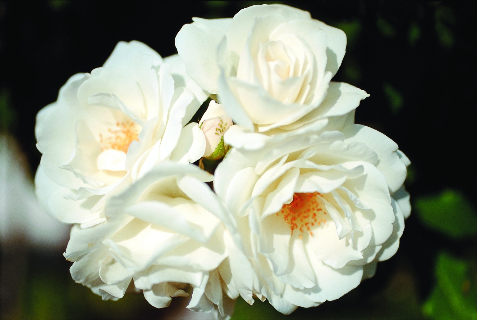 The 12 Best Climbing Roses for Your Garden Trellis or Pergola - Bob Vila