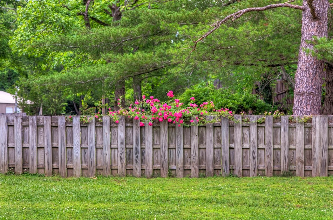 24 Backyard Privacy Ideas You'll Want to Copy