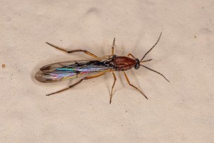 How to Get Rid of No-See-Ums for Good in Just 8 Steps - Bob Vila