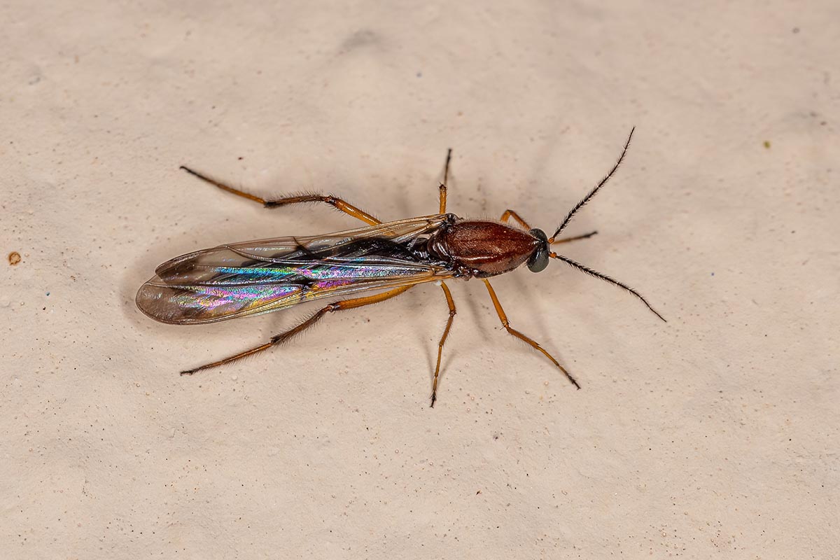 How to Get Rid of No-See-Ums for Good in Just 8 Steps - Bob Vila