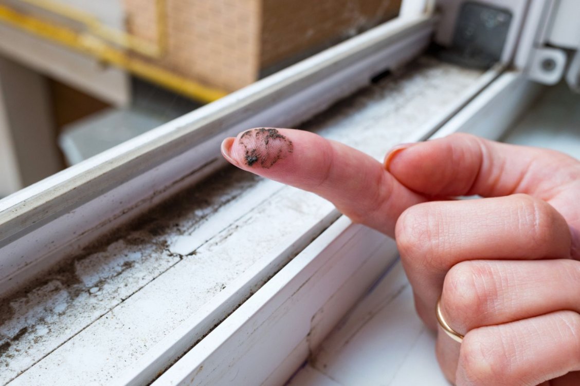 Black Mold vs. Wood Rot: 6 Key Differences and Dangers—And What to Do ...
