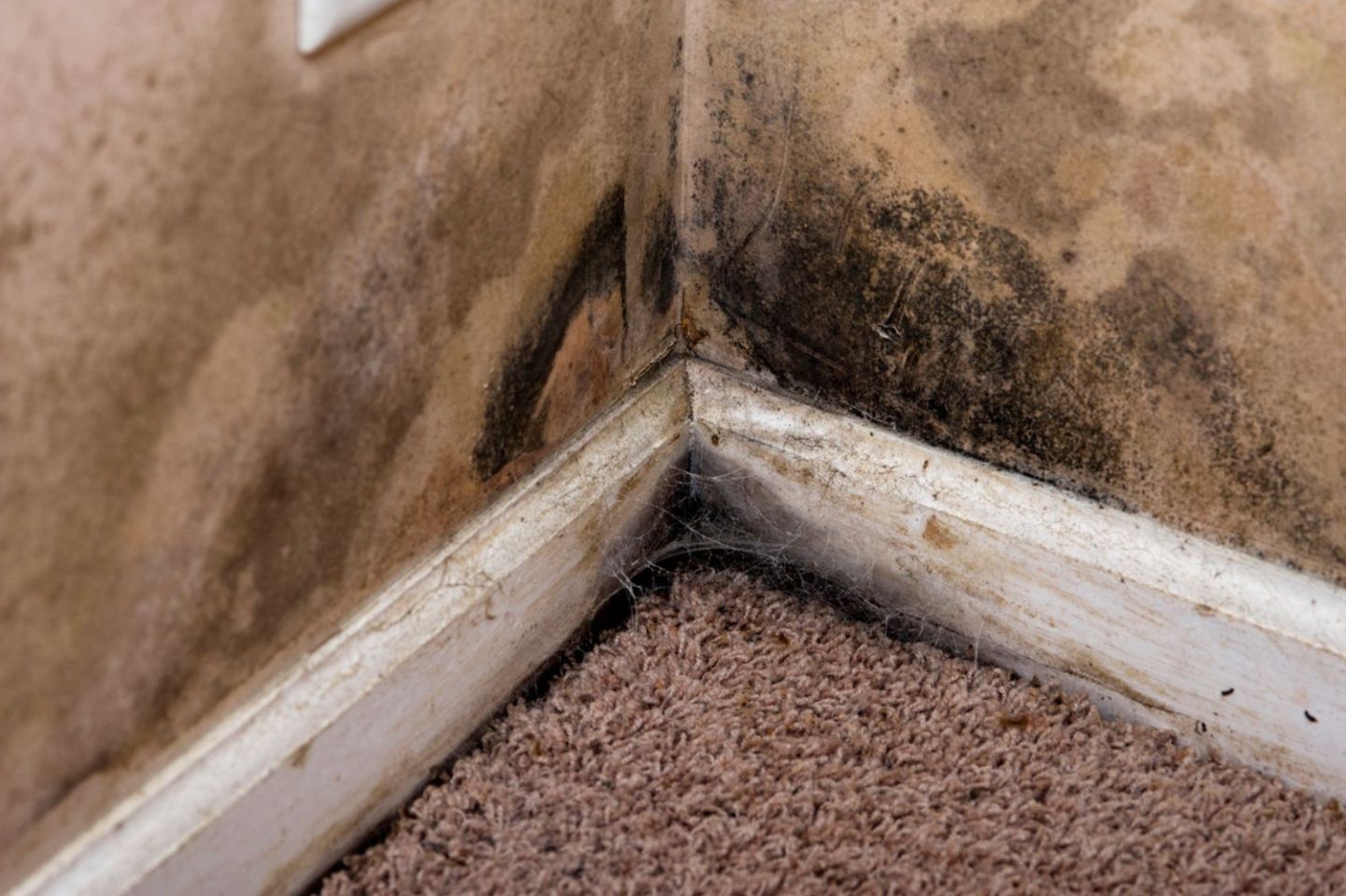 Black Mold vs. Wood Rot: 6 Key Differences and Dangers—And What to Do ...