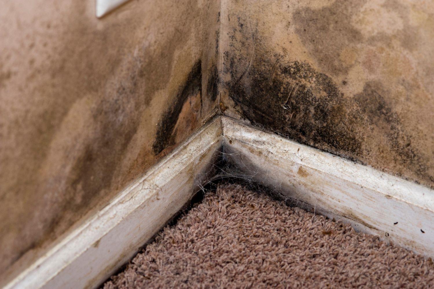Black Mold vs. Wood Rot: 6 Key Differences and Dangers—And What to Do ...