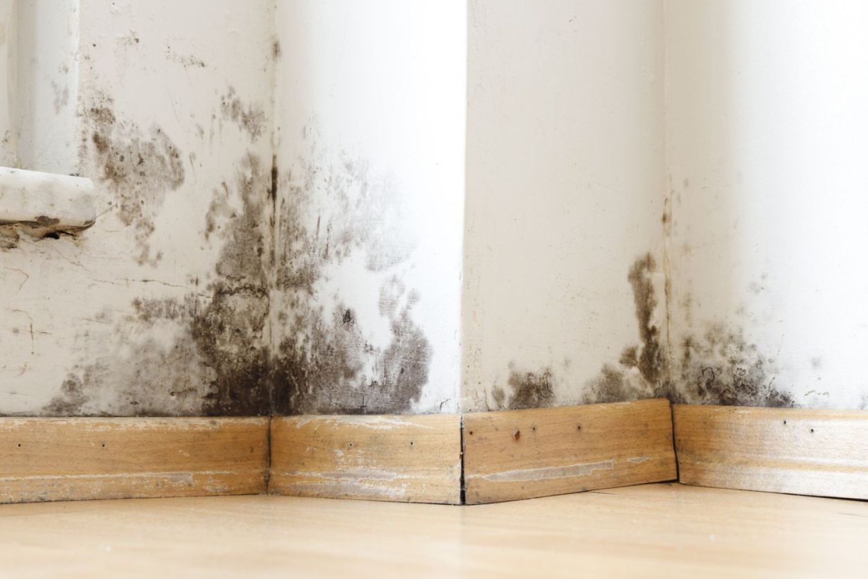 Black Mold vs. Wood Rot: 6 Key Differences and Dangers—And What to Do ...