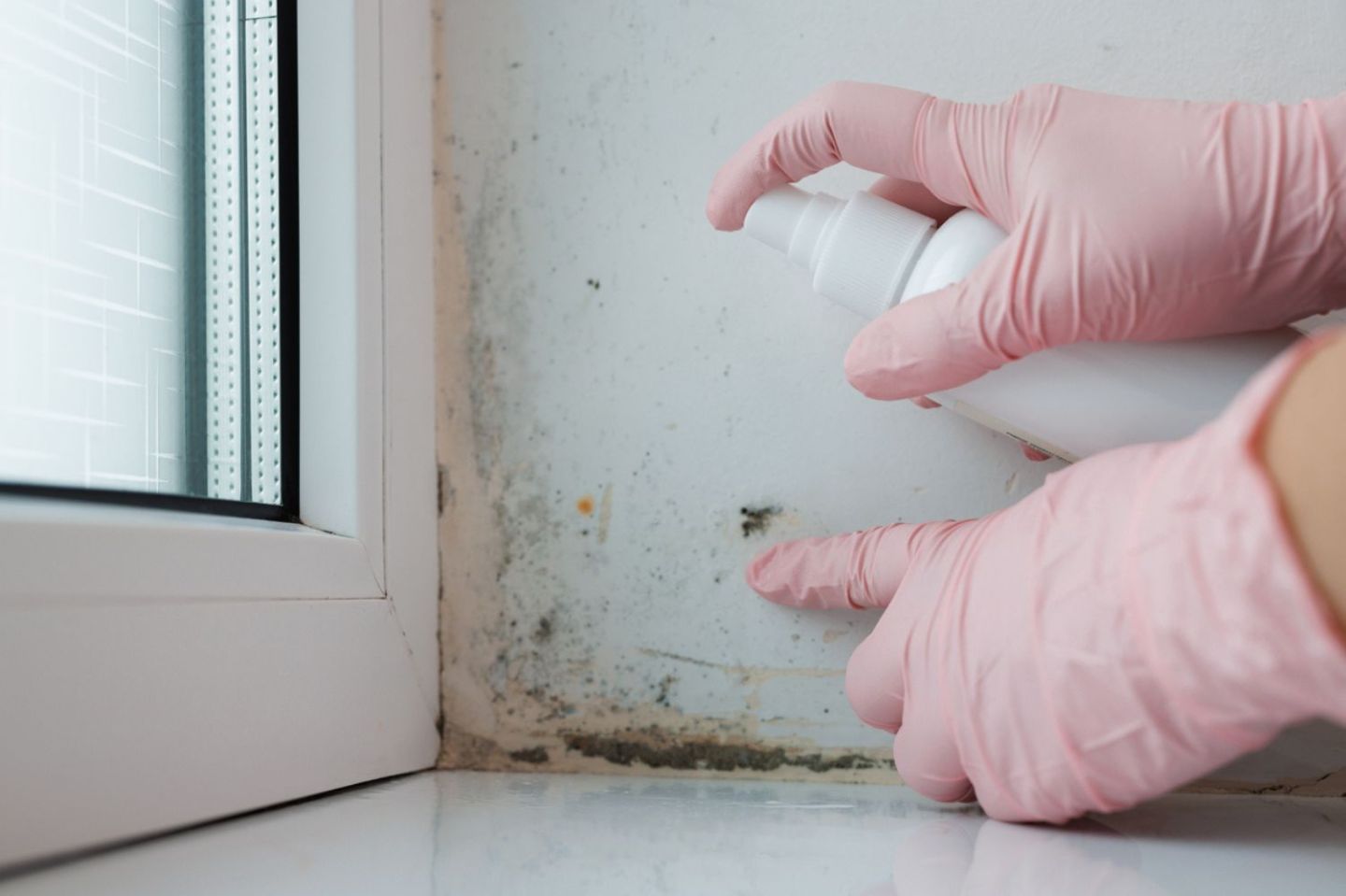 Black Mold vs. Wood Rot: 6 Key Differences and Dangers—And What to Do ...