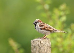 20 Backyard Birds to Know and How to Attract Them - Bob Vila