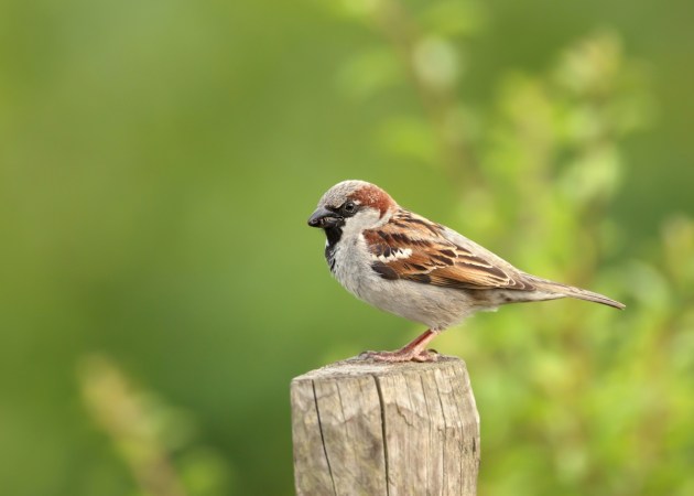 20 Backyard Birds to Know and How to Attract Them - Bob Vila