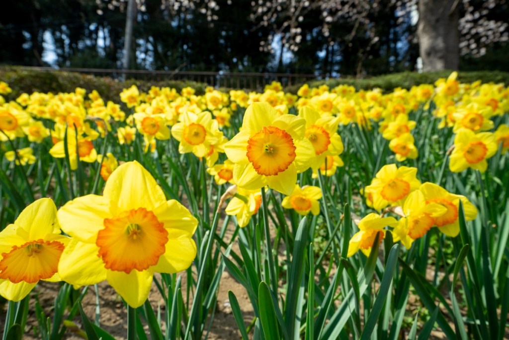 13 Bulbs to Plant in Fall for Spring Crops and Color - Bob Vila