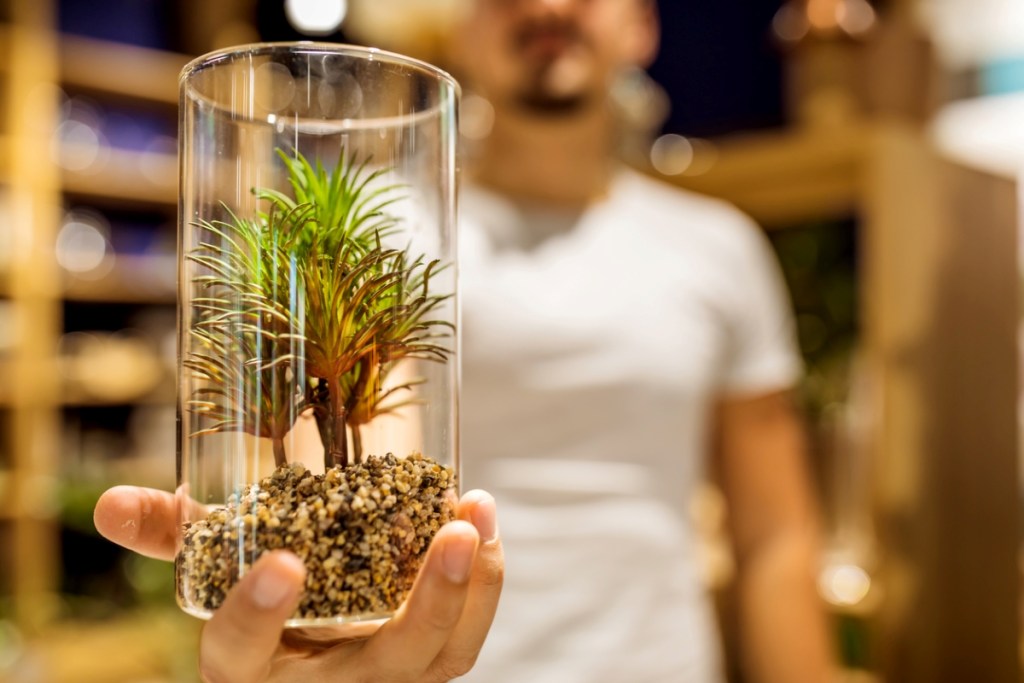 10 Plants That Don't Need Soil to Thrive - Bob Vila