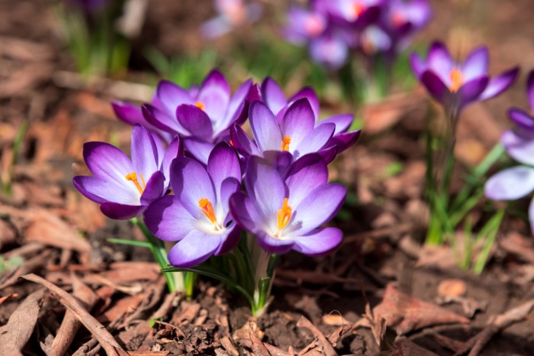 13 Bulbs to Plant in Fall for Spring Crops and Color - Bob Vila