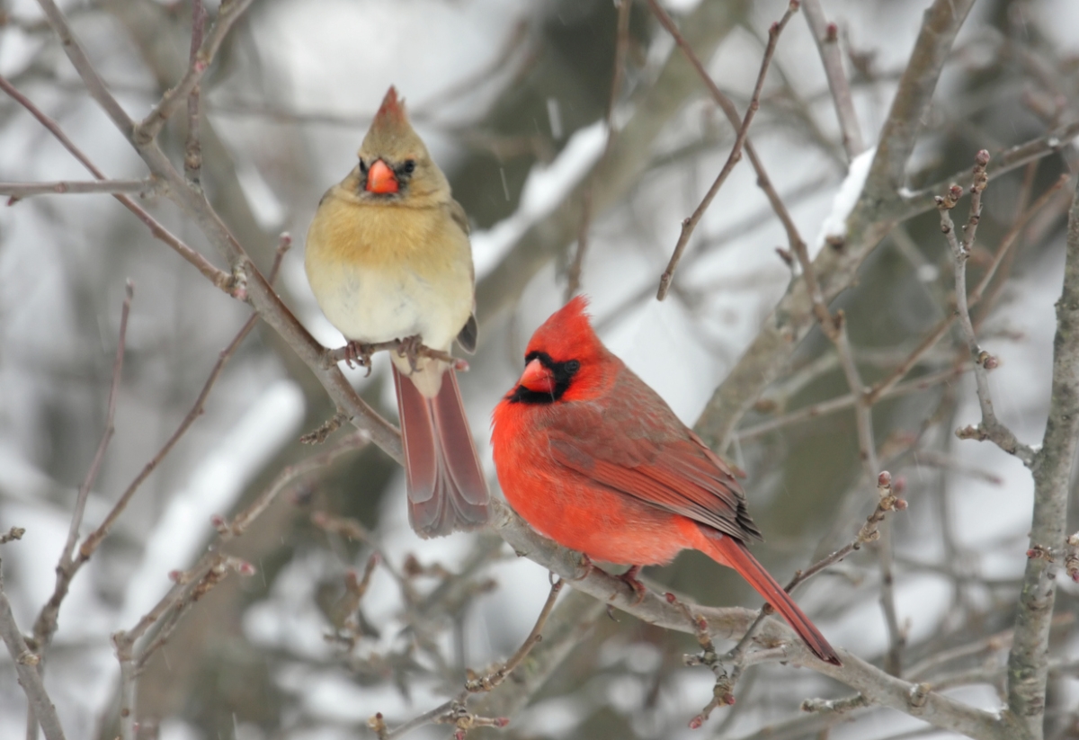 20 Backyard Birds to Know and How to Attract Them - Bob Vila