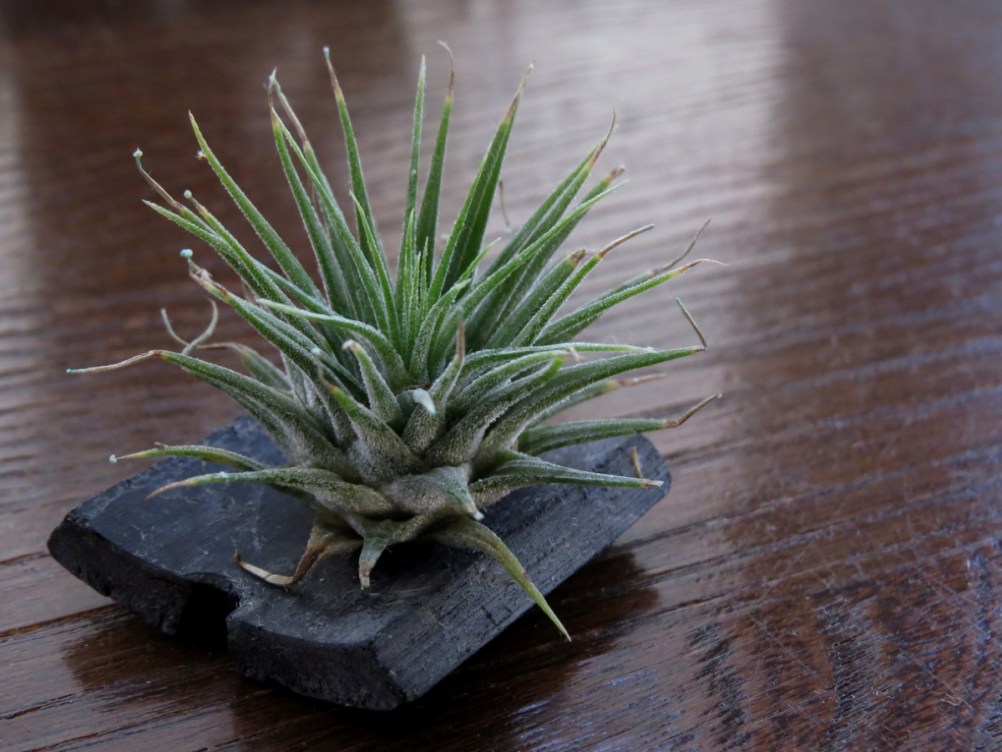 10 Plants That Don't Need Soil to Thrive - Bob Vila