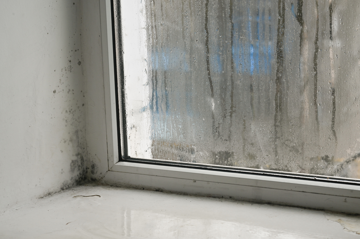 Solved! These Are the 8 Telltale Signs of Mold in the House - Bob Vila