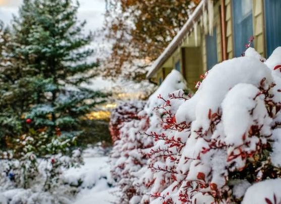 The 20 Best Winter Plants for Year-Round Curb Appeal - Bob Vila