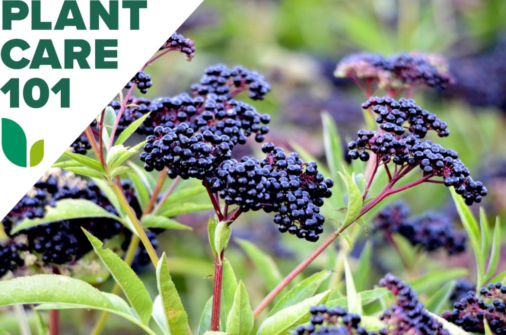 How to Grow Elderberry - Bob Vila