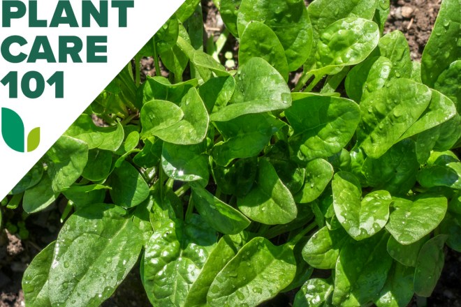 How to Grow Spinach - Bob Vila