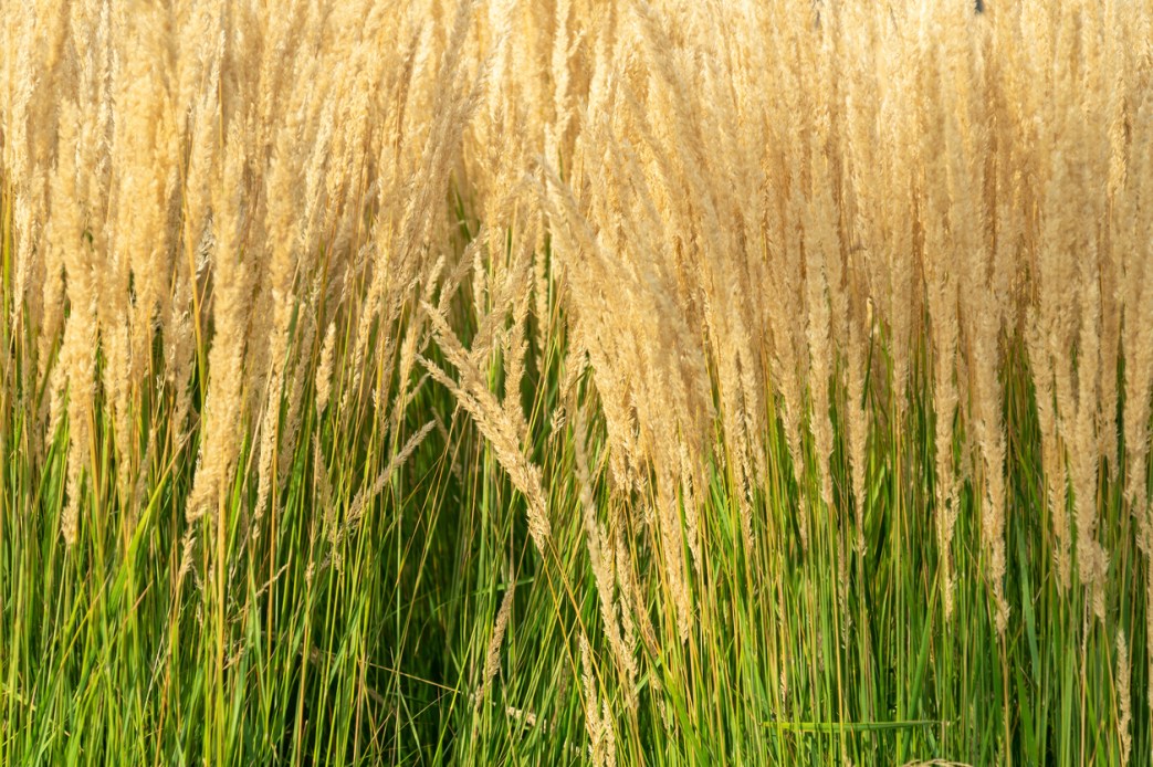 How to Use Cover Crops for Gardens - Bob Vila
