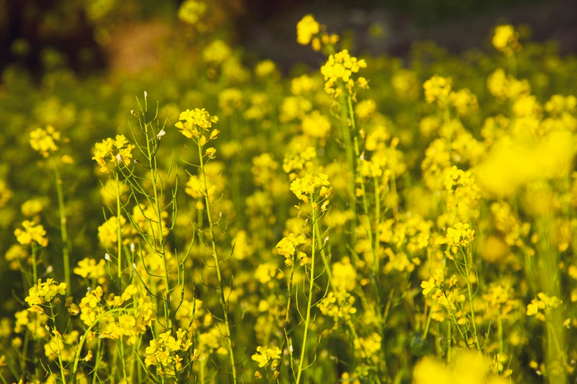 How to Use Cover Crops for Gardens - Bob Vila