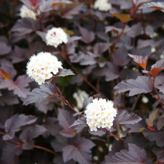 13 Purple Shrubs That Add Color to Any Home Landscape - Bob Vila
