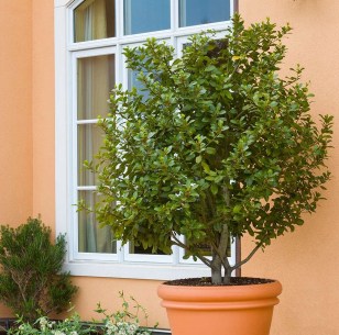 15 Trees and Shrubs That Thrive in Containers - Bob Vila