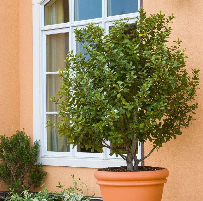15 Trees and Shrubs That Thrive in Containers - Bob Vila