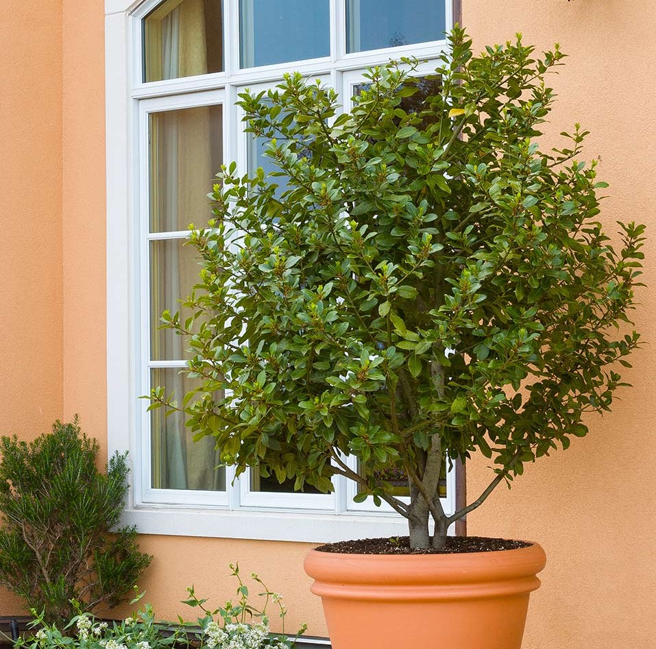 15 Trees and Shrubs That Thrive in Containers - Bob Vila