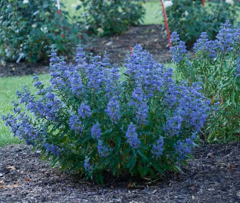 13 Purple Shrubs That Add Color to Any Home Landscape - Bob Vila