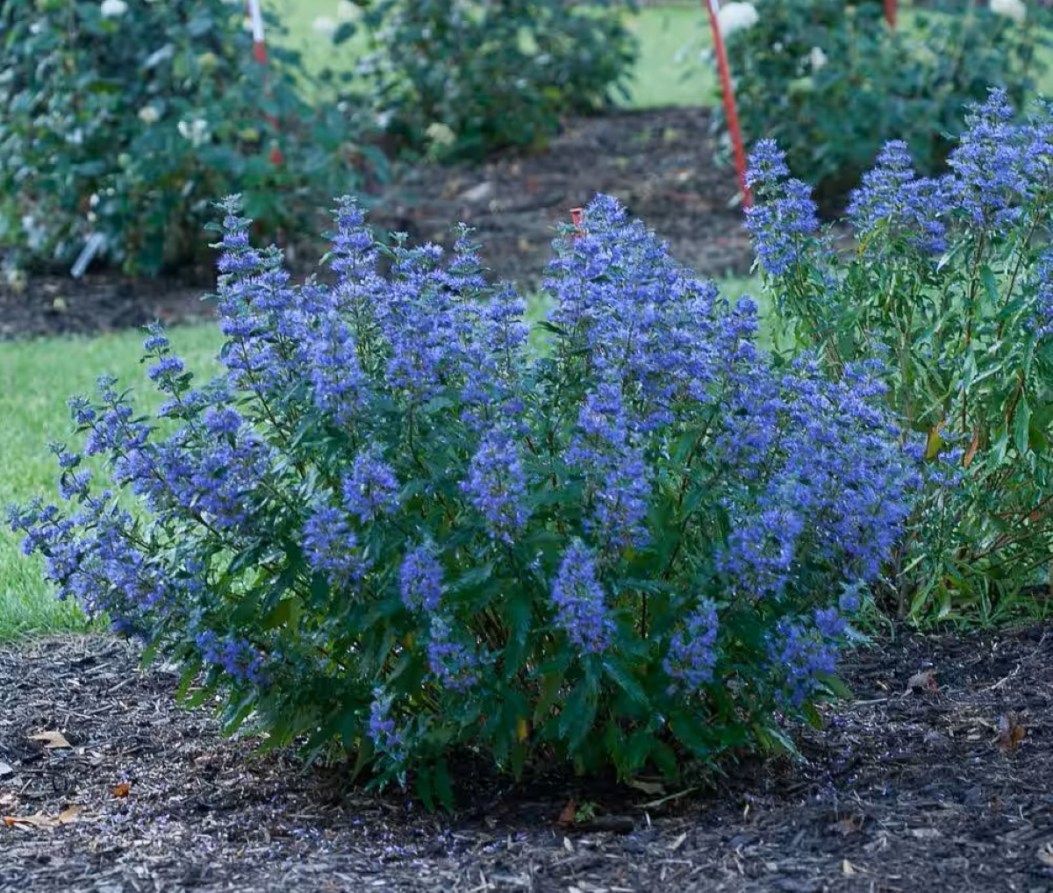 13 Purple Shrubs That Add Color to Any Home Landscape - Bob Vila