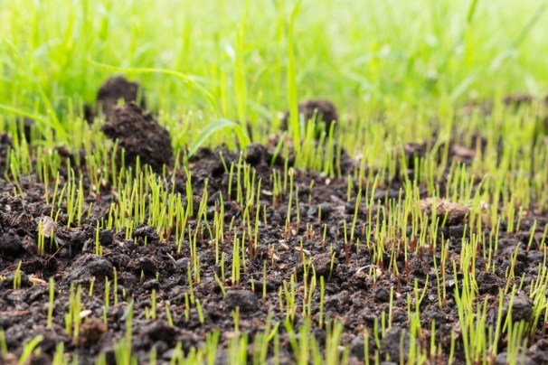 Top-Dressing Lawns: Why It’s Important and How to Do It