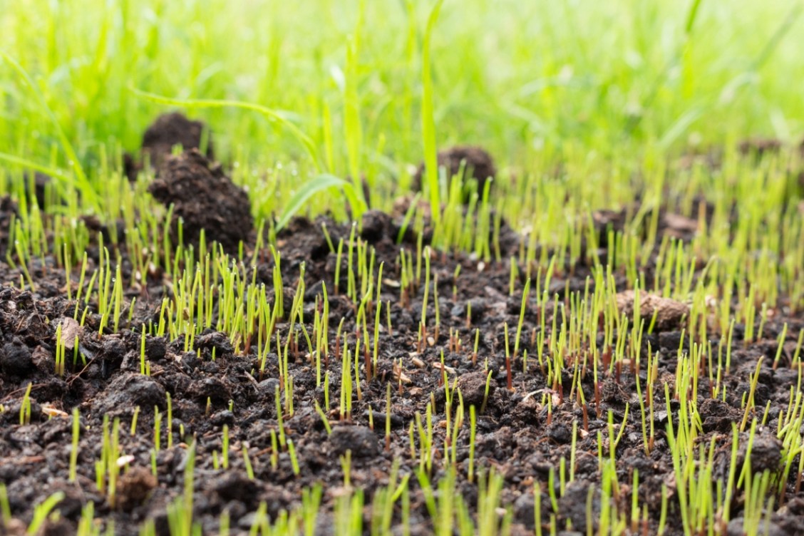 Top-Dressing Lawns: Why It’s Important and How to Do It
