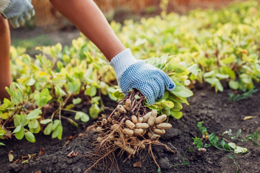 How to Grow Peanuts at Home - Bob Vila