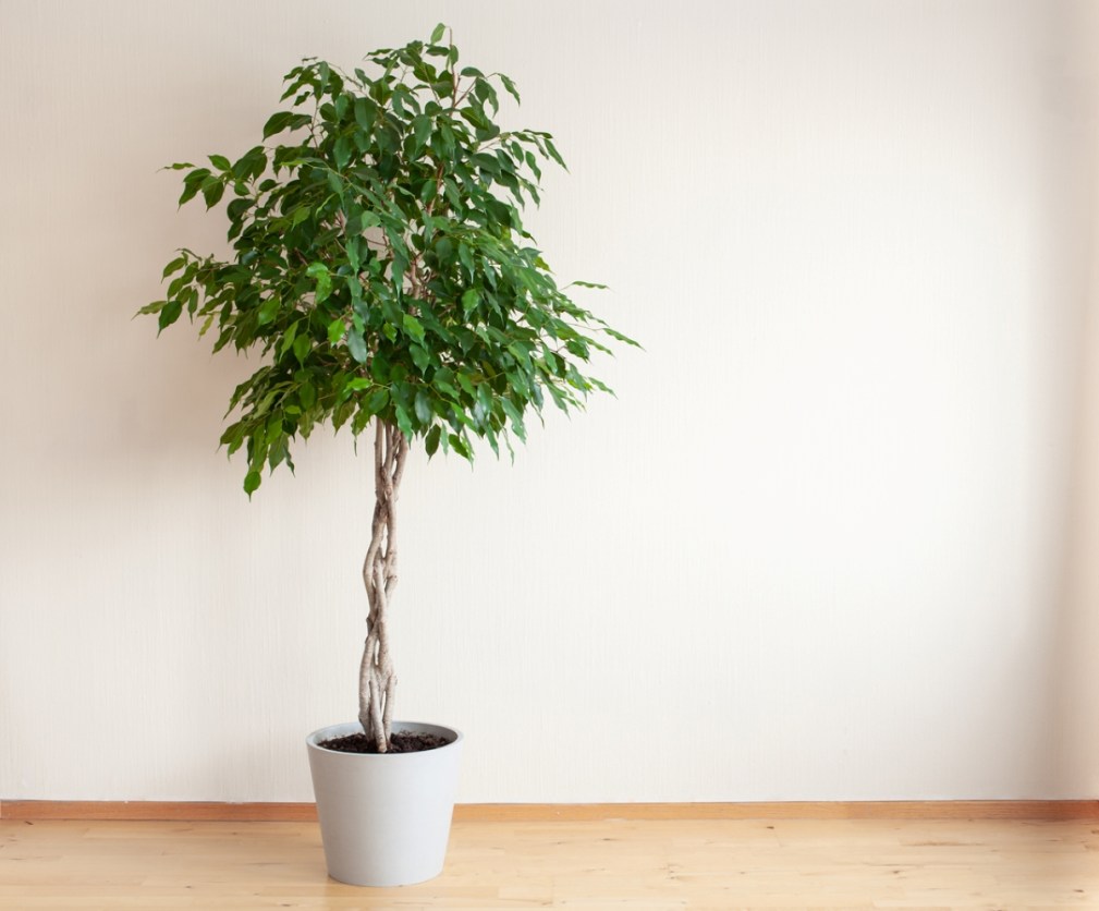 15 Trees and Shrubs That Thrive in Containers - Bob Vila