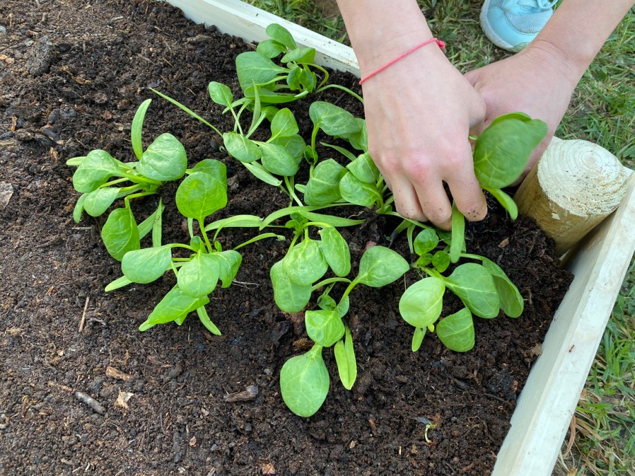 How to Grow Spinach - Bob Vila