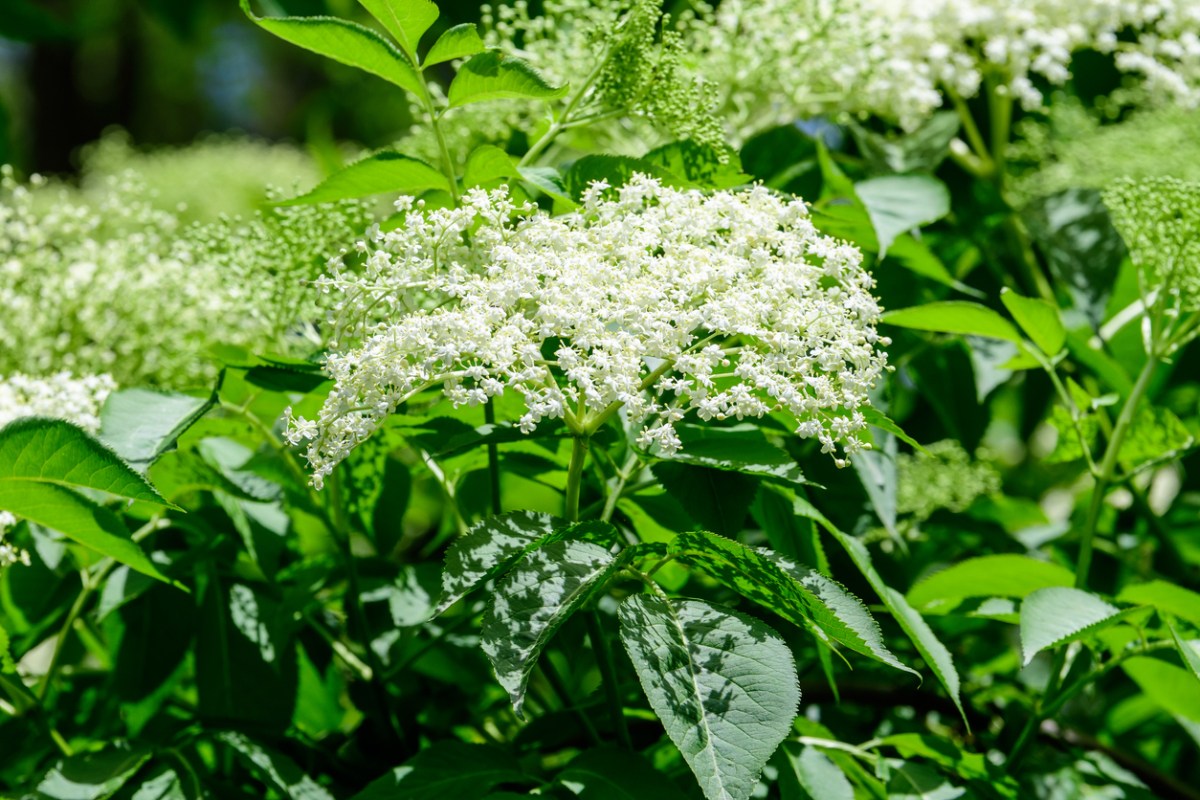 How to Grow Elderberry - Bob Vila
