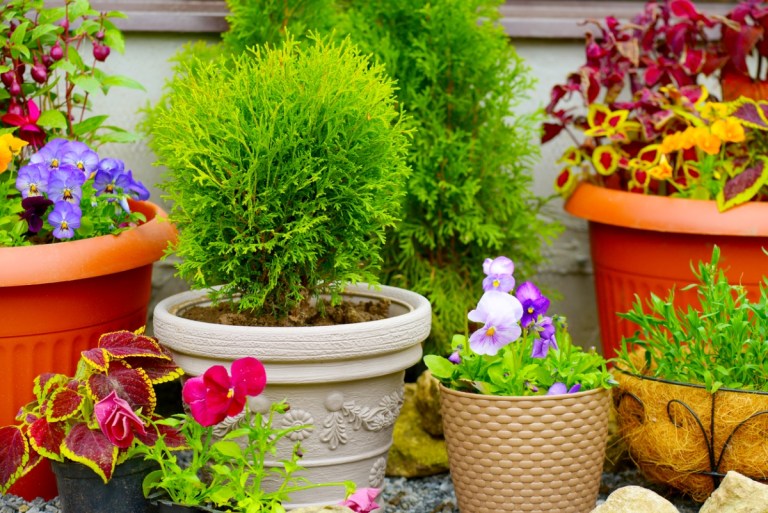 15 Trees and Shrubs That Thrive in Containers - Bob Vila