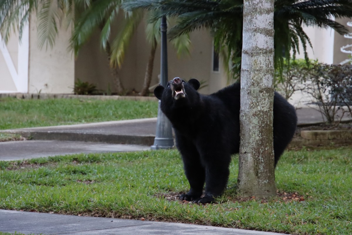 A Bear Strolls Into Your Backyard—Now What? - Bob Vila