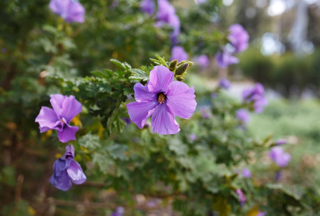13 Purple Shrubs That Add Color to Any Home Landscape - Bob Vila