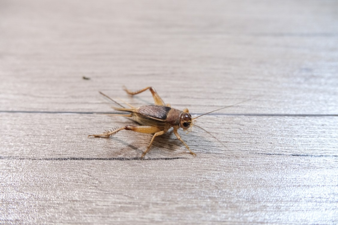 Are Fall Bugs Invading Your Home? Here's What to Do. - Bob Vila