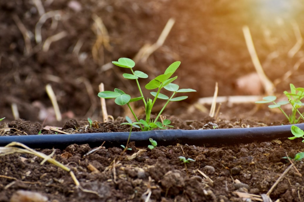 How to Grow Peanuts at Home - Bob Vila