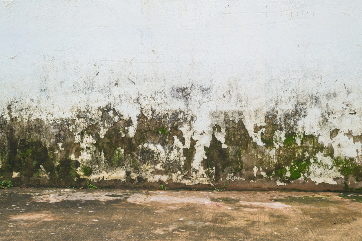 Should You Water Your Foundation? - Bob Vila