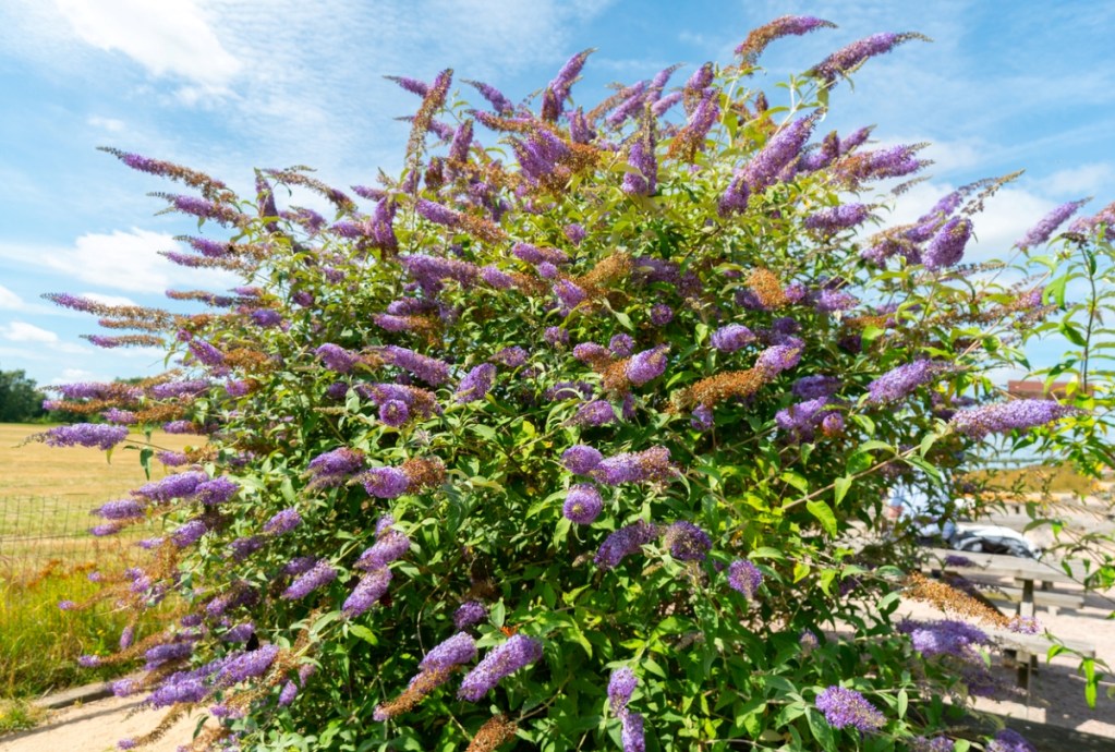 13 Purple Shrubs That Add Color to Any Home Landscape - Bob Vila