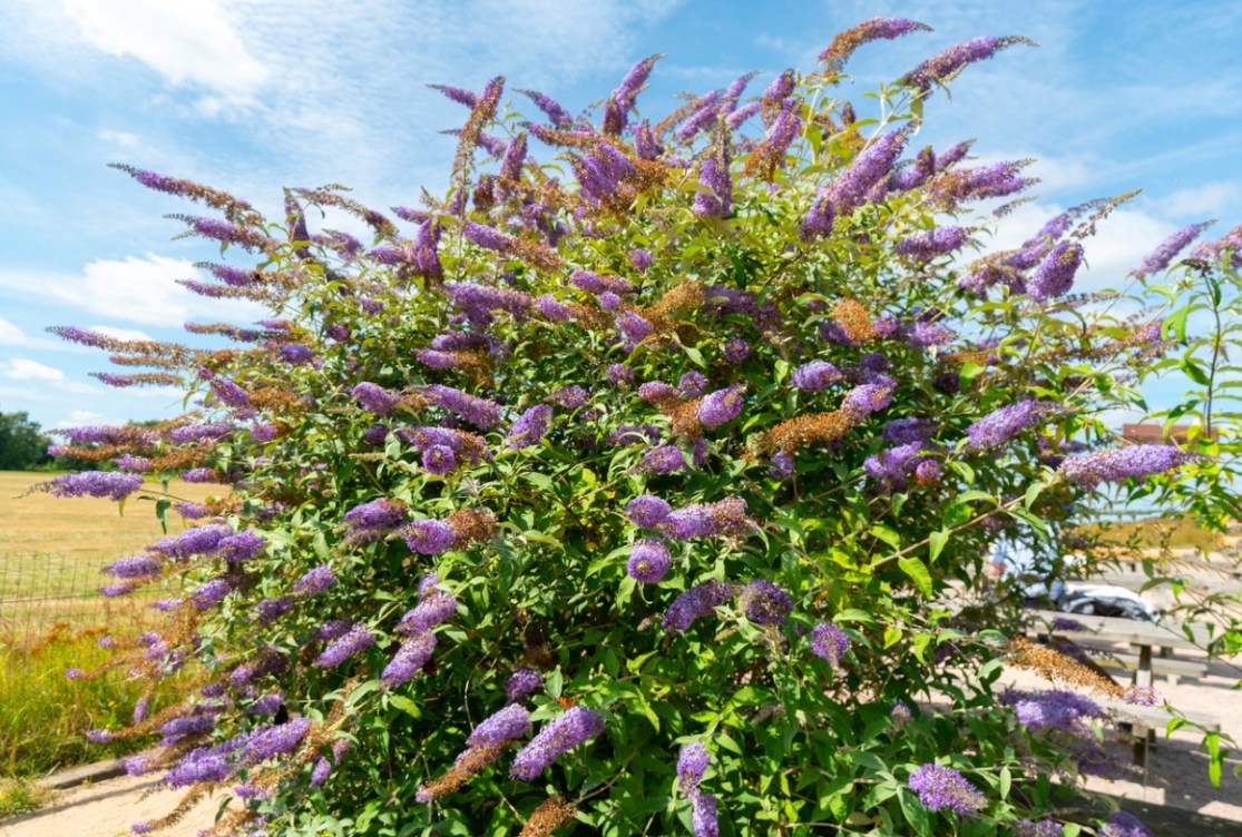 13 Purple Shrubs That Add Color to Any Home Landscape - Bob Vila