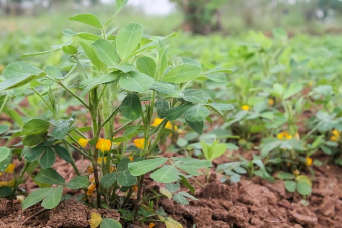 How to Grow Peanuts at Home - Bob Vila