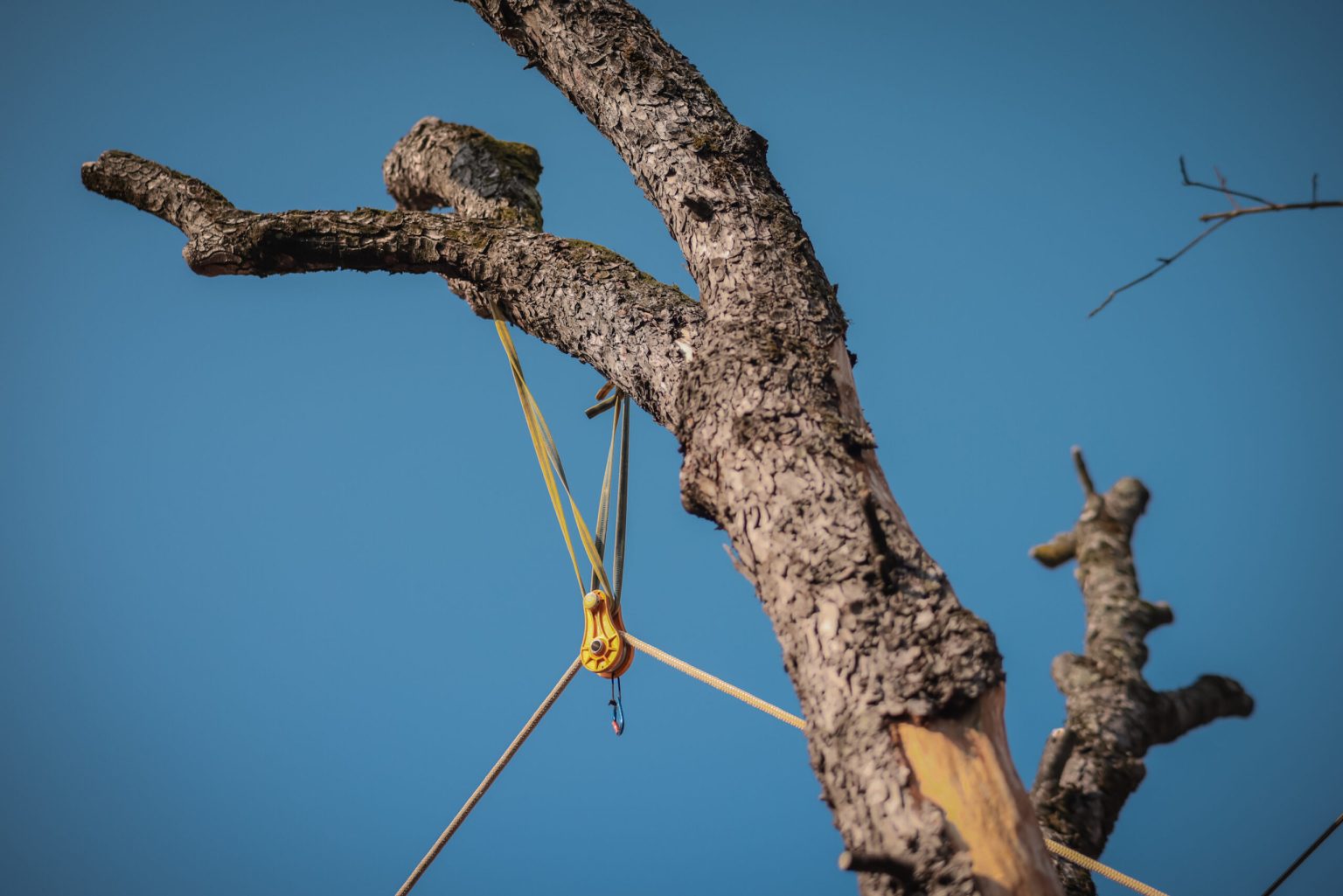 How to Save a Dying Tree | 7 Signs a Tree Is Dying - Bob Vila