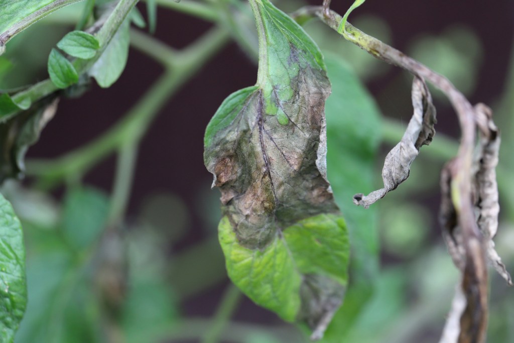 14 Nifty Neem Oil Uses for the Home and Garden - Bob Vila