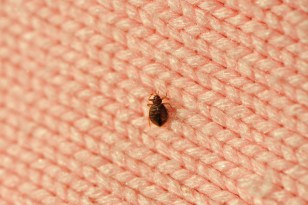 Are Fall Bugs Invading Your Home? Here's What to Do. - Bob Vila