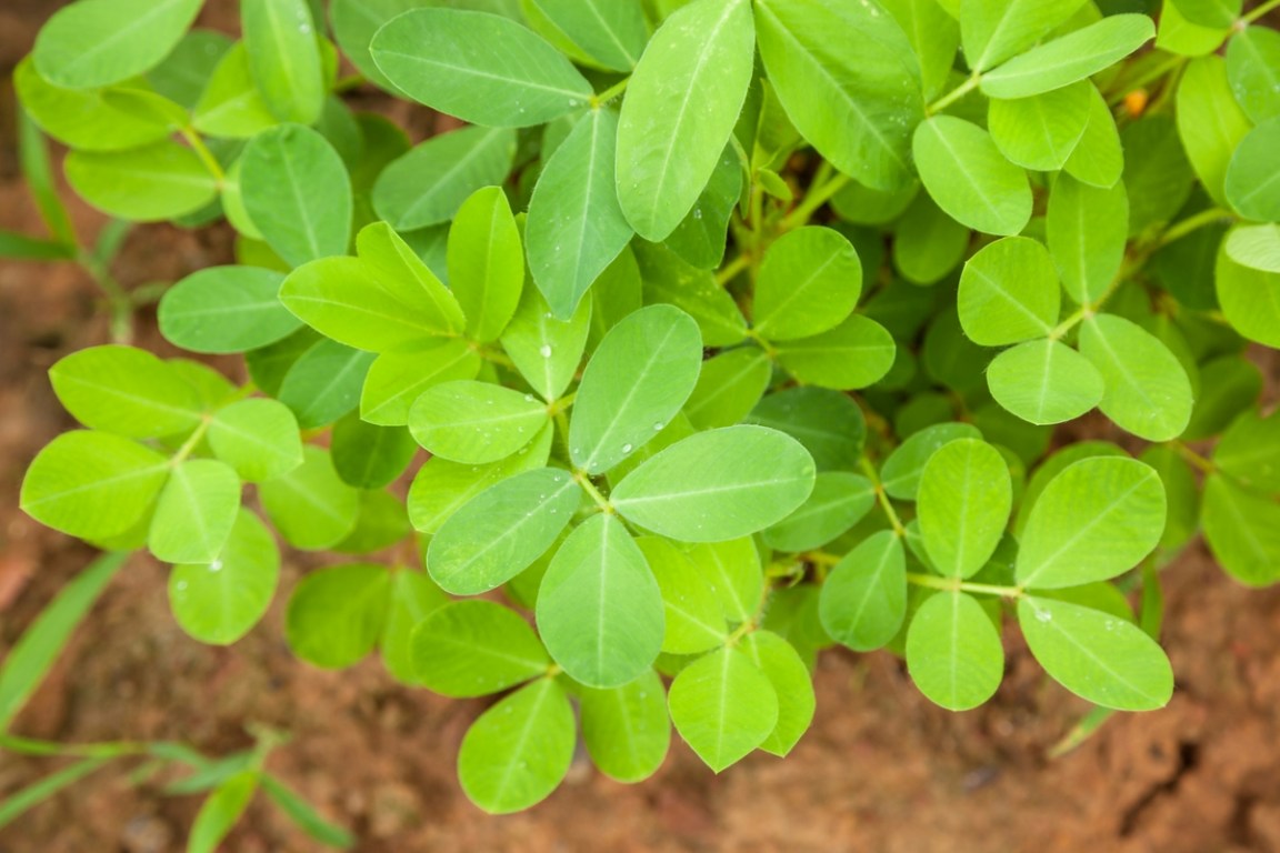 How to Grow Peanuts at Home - Bob Vila
