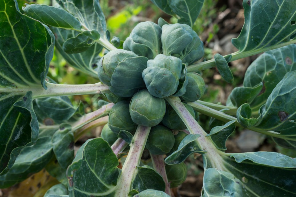 What to Plant in September to Make the Most of Your Growing Season ...